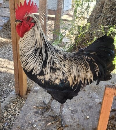 Attachments in thread "Central California-Silverudds Blue / Swedish ...