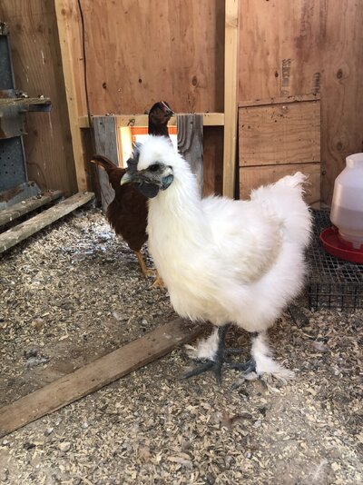 Is this 3 month old silkie chicken a pullet or a cockerel? | BackYard ...