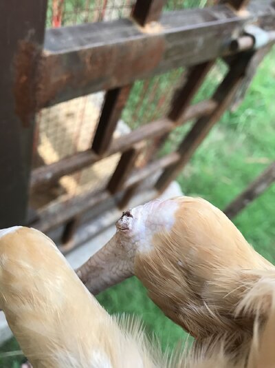 Lesions on legs | BackYard Chickens - Learn How to Raise Chickens