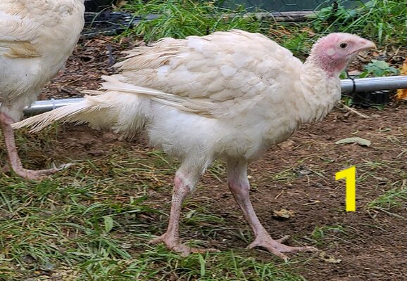 Sexing turkeys | BackYard Chickens - Learn How to Raise Chickens