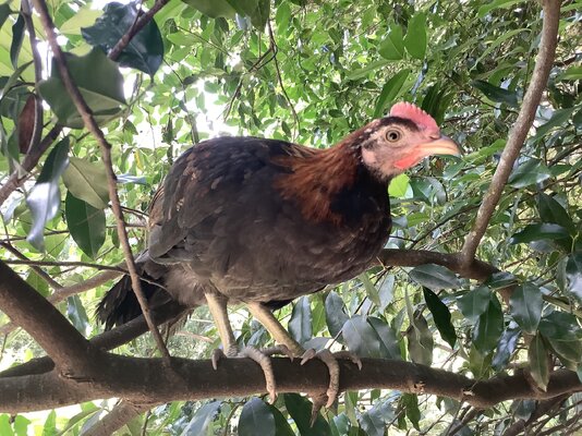 3 month old rooster may have ate rotten chicken shell. | BackYard ...