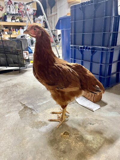 Rhode Island Red Roo or Hen? | BackYard Chickens - Learn How to Raise ...