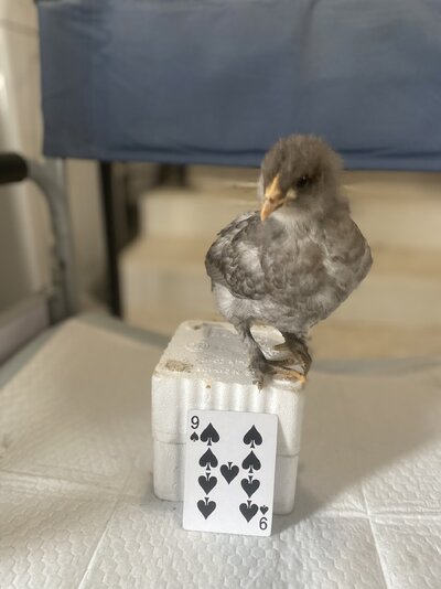 3 week old black copper marans and OE gender | BackYard Chickens ...