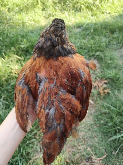 9 week old Easter egger roo or pullet? | BackYard Chickens - Learn How ...