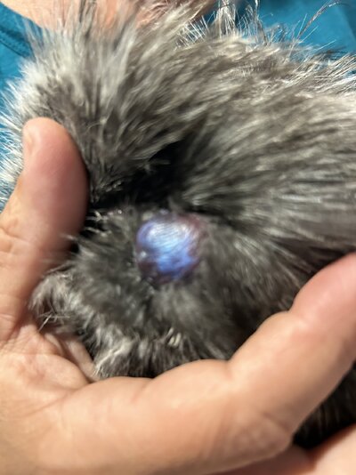 Infected Ear Lobe | BackYard Chickens - Learn How to Raise Chickens