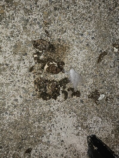 Attachments in thread "Chicken poop sick chicken caution eww ...