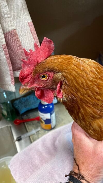 Water belly fluid | BackYard Chickens - Learn How to Raise Chickens