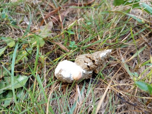 Orange Puss in Poop & Egg Laying Pain | BackYard Chickens - Learn How ...