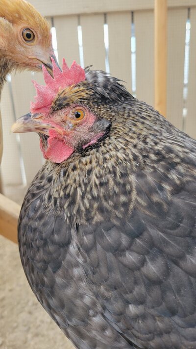 Foamy eyes | BackYard Chickens - Learn How to Raise Chickens