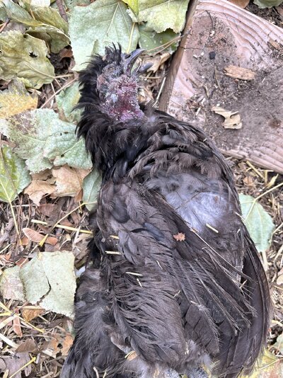 Attachments in thread "Help!! Dead chicken feather on head missing ...