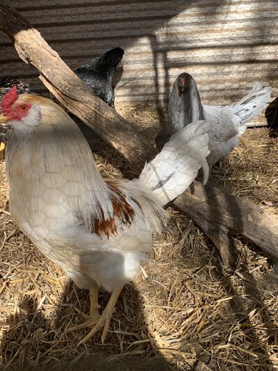 Whiting True Blue | BackYard Chickens - Learn How to Raise Chickens