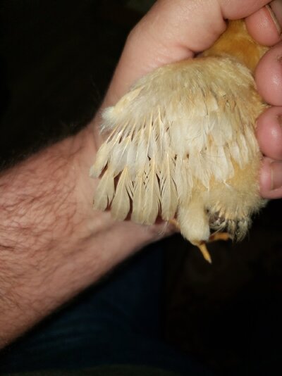 Buff Orpington chicks Wing Sexing | BackYard Chickens - Learn How to ...