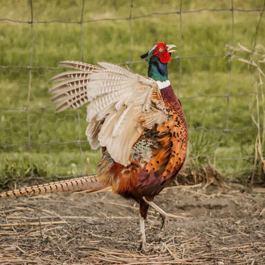 Ring Necked Pheasant Hen