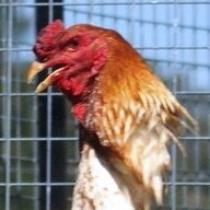 3 feet tall rooster breed? | Page 2 | BackYard Chickens - Learn How to ...