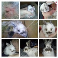 Crossbreeding Rabbits | BackYard Chickens - Learn How to Raise Chickens