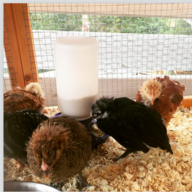 Baby chick prolapse vent...HELP! | BackYard Chickens - Learn How to ...