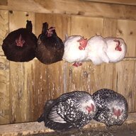 Raw, red butt and missing feathers | BackYard Chickens - Learn How to ...