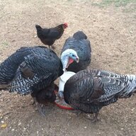 New chicks! Fibro/frizzle/Easter Eggers | BackYard Chickens - Learn How ...