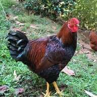Lame chicken, labored breathing, droopy comb | BackYard Chickens ...