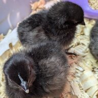 Vent sexing | BackYard Chickens - Learn How to Raise Chickens