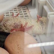 Chicken chart by sizes - largest to smallest | BackYard Chickens ...