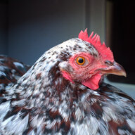 New chicks! Fibro/frizzle/Easter Eggers | BackYard Chickens - Learn How ...