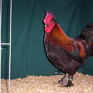 White marans | BackYard Chickens - Learn How to Raise Chickens