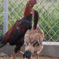 Lari Asil | BackYard Chickens - Learn How to Raise Chickens