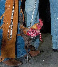 Chester Rooster | BackYard Chickens - Learn How to Raise Chickens