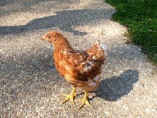 Mama Amy | BackYard Chickens - Learn How to Raise Chickens