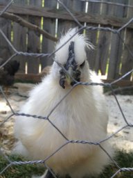 Bandy Chicken | BackYard Chickens - Learn How to Raise Chickens