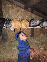 NorCal Ash | BackYard Chickens - Learn How to Raise Chickens