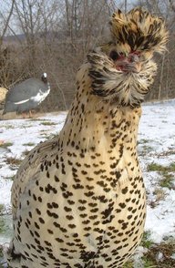 Mid-Atlantic Coop | BackYard Chickens - Learn How to Raise Chickens