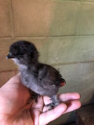 Tracy19 | BackYard Chickens - Learn How to Raise Chickens