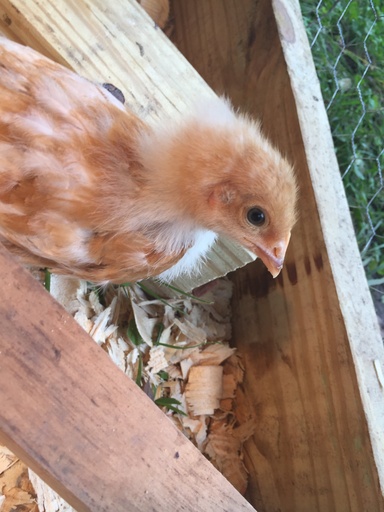 Chickens are really cute | BackYard Chickens - Learn How to Raise Chickens