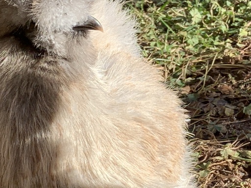 Manahil Asad | BackYard Chickens - Learn How to Raise Chickens