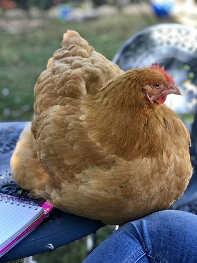 Chirpy_Girl | BackYard Chickens - Learn How to Raise Chickens