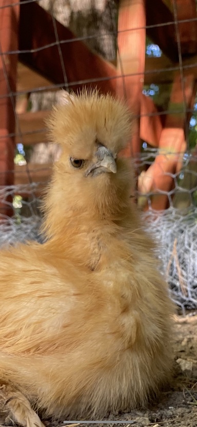 Pasta Bird Ranch | BackYard Chickens - Learn How to Raise Chickens