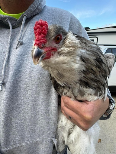 My rooster is a chicken | BackYard Chickens - Learn How to Raise Chickens