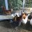 Turkey Roost / Shelter / Coop Help | BackYard Chickens