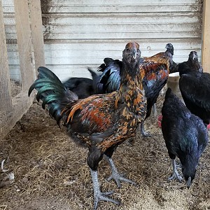 Hmong chickens (Qaib Hmoob) | BackYard Chickens