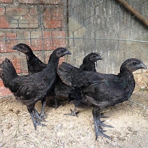 Hmong chickens (Qaib Hmoob) | BackYard Chickens