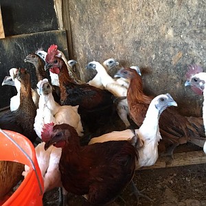 Hmong chickens (Qaib Hmoob) | Reviews | BackYard Chickens