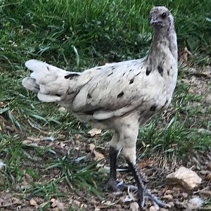 Hmong chickens (Qaib Hmoob) | Reviews | BackYard Chickens