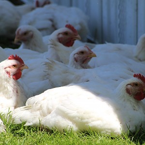 Cornish Cross | BackYard Chickens