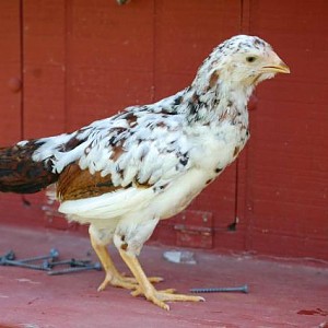 Russian Orloff | BackYard Chickens