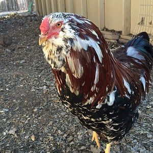 Russian Orloff | BackYard Chickens