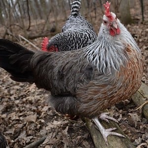 Dorking | BackYard Chickens