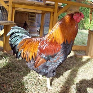 Chantecler | BackYard Chickens