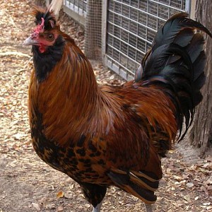 Brabanter | BackYard Chickens